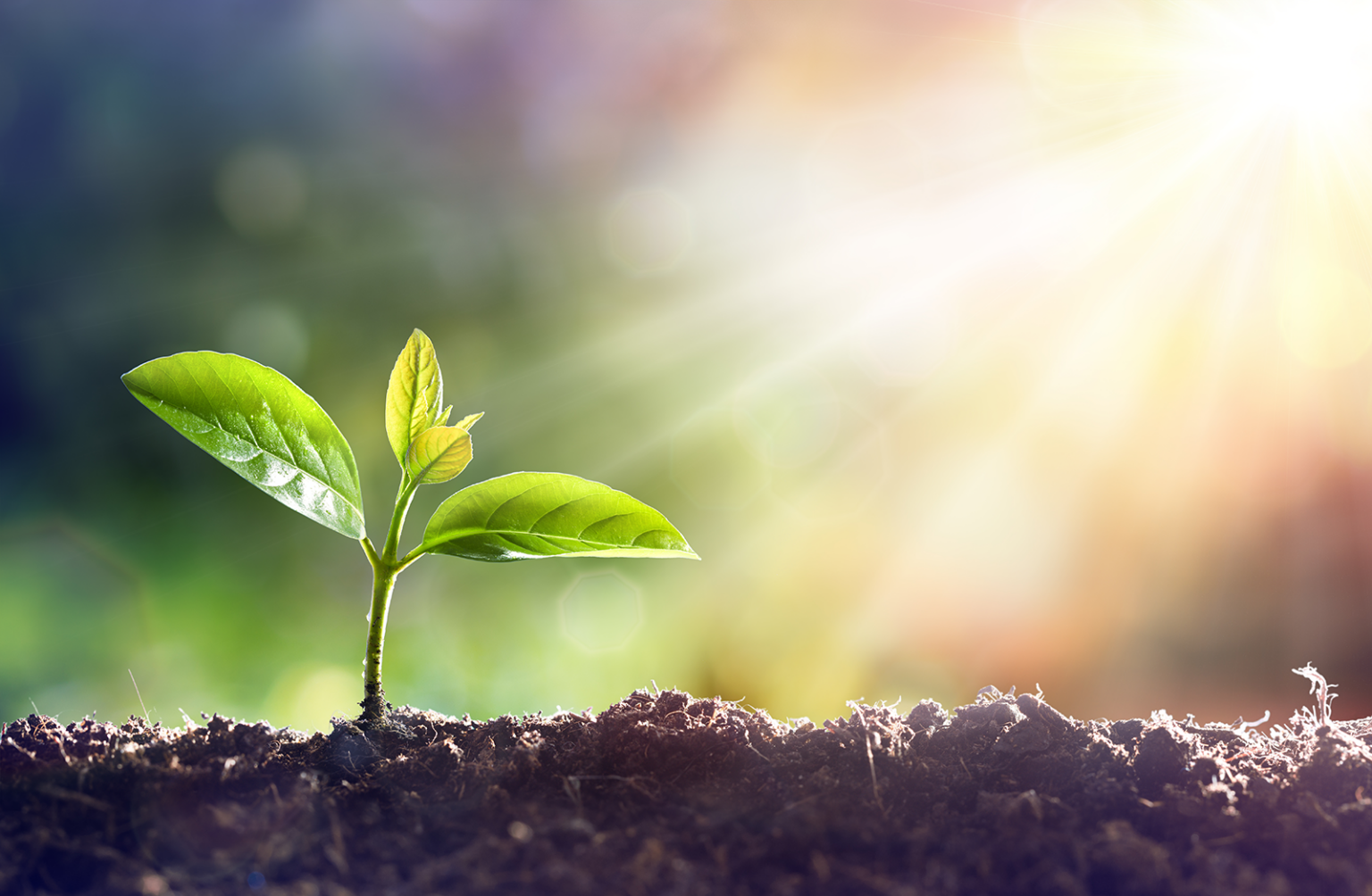 Weber Laser Therapy | Roots Integrative Medicine